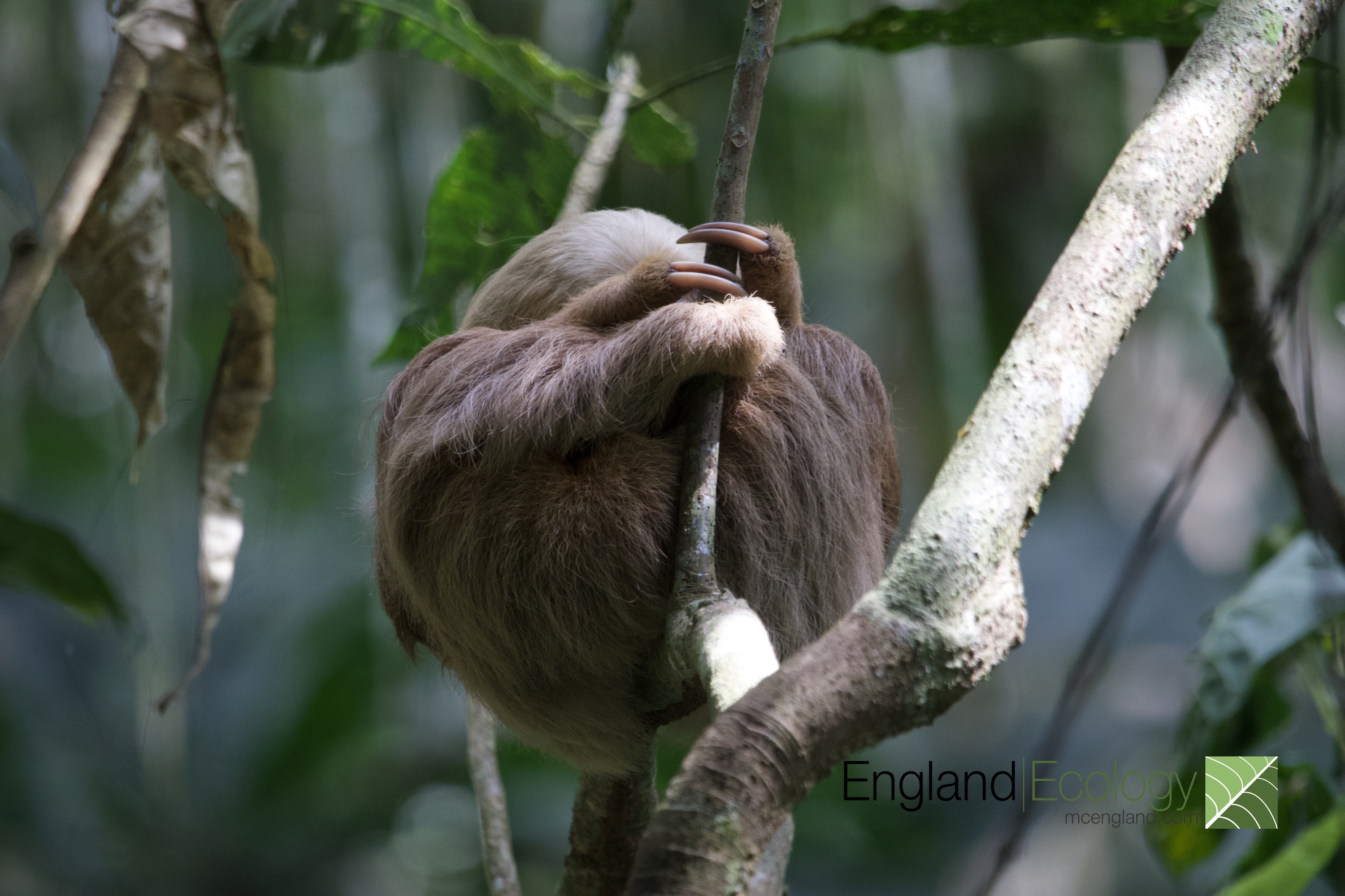 Hoffman’s Two-toed Sloth - England | Ecology