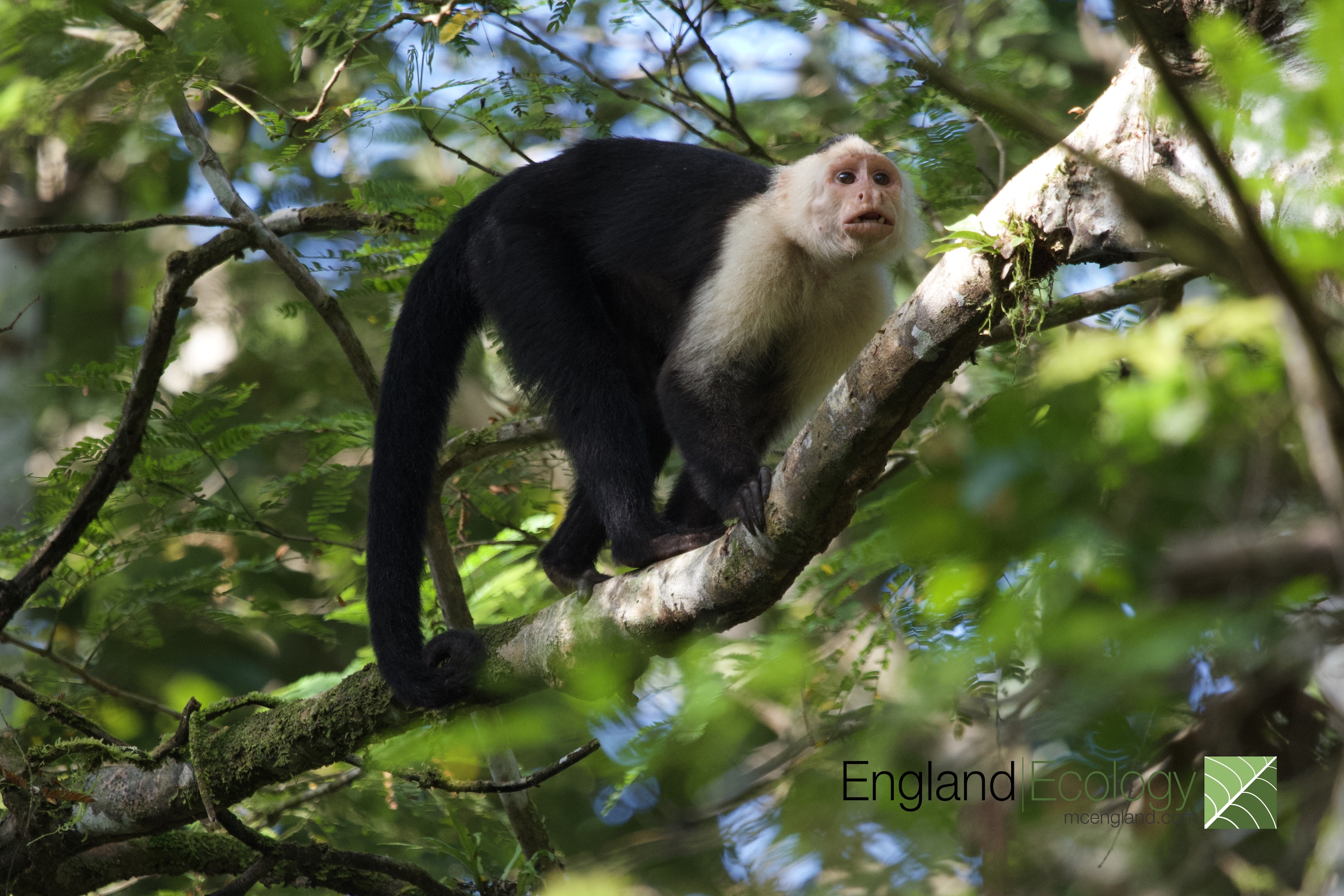 White-faced Capuchin - England | Ecology