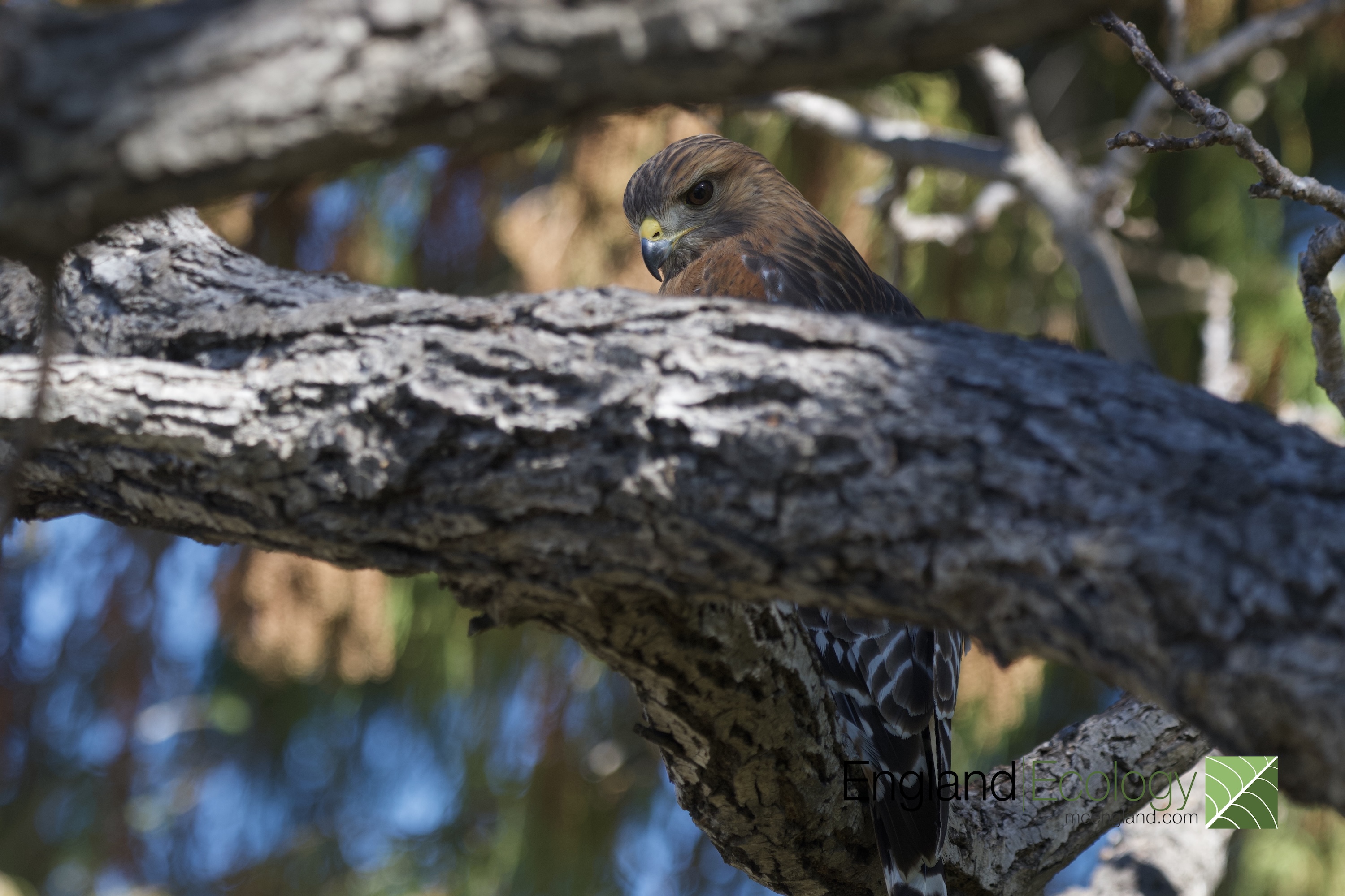 Red-shouldered Hawk - England | Ecology